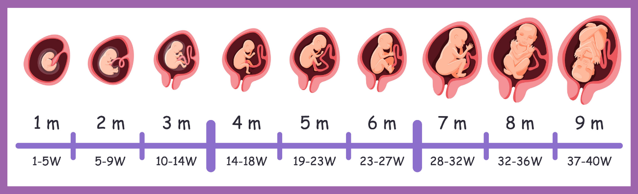 Understanding Preterm, Late Preterm, and Full‑Term Birth